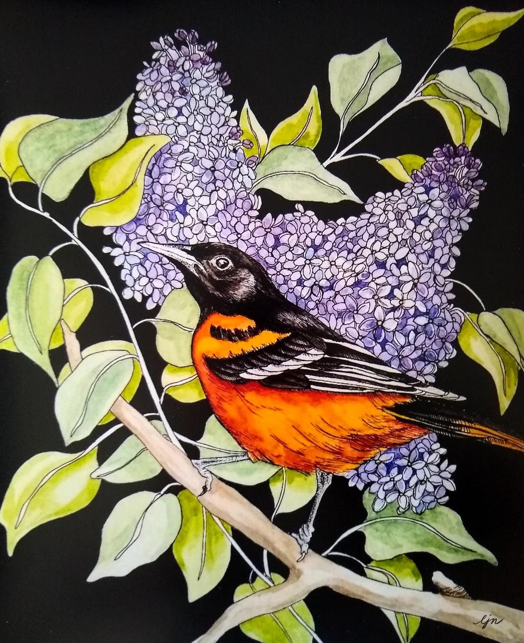 Oriole Bird Art Print/ 8x10 Bird Wall Art/ Baltimore Oriole Painting ...