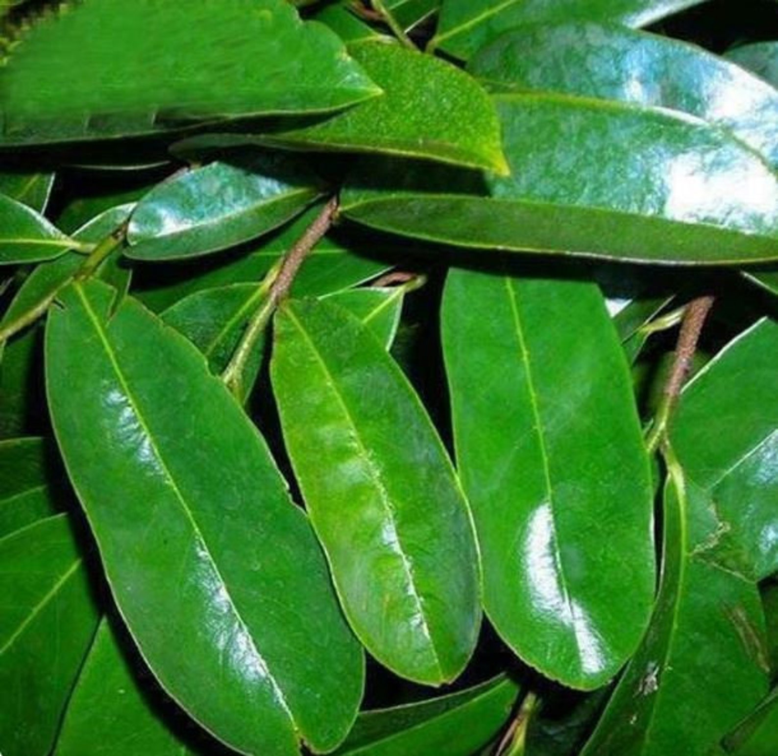 Soursop Graviola Annona muricata Organic tea leaves Air | Etsy