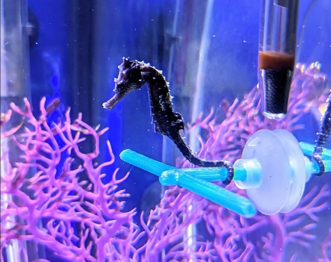 Seahorse Hitching Posts / Perch- Fish Tank Decor for Aquariums ...