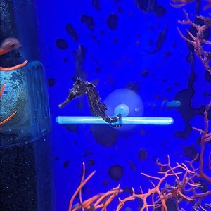 Seahorse Hitching Posts / Perch- Fish Tank Decor for Aquariums ...
