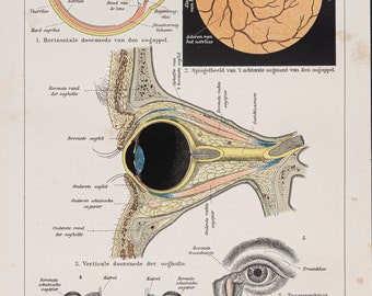 Human Eye Print | Etsy