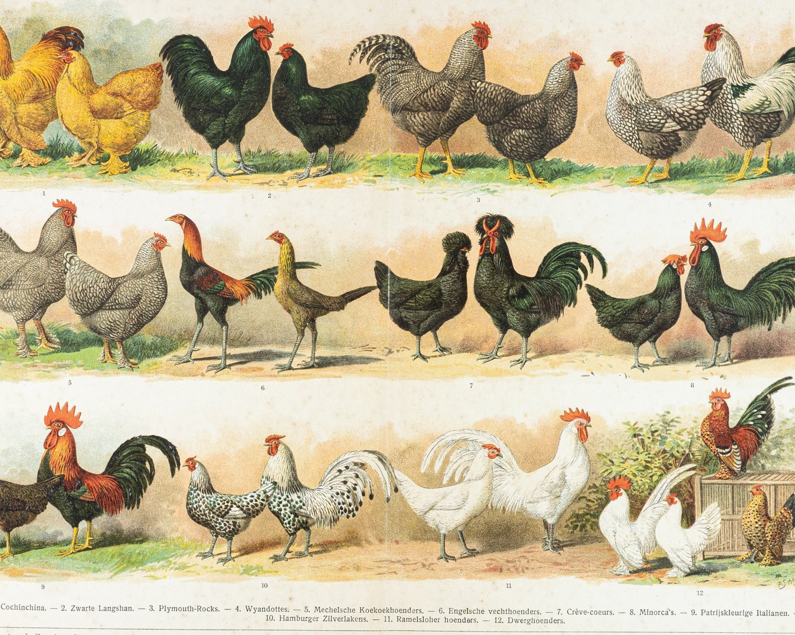 Antique Print of Chicken Breeds Original 1928 Colour | Etsy