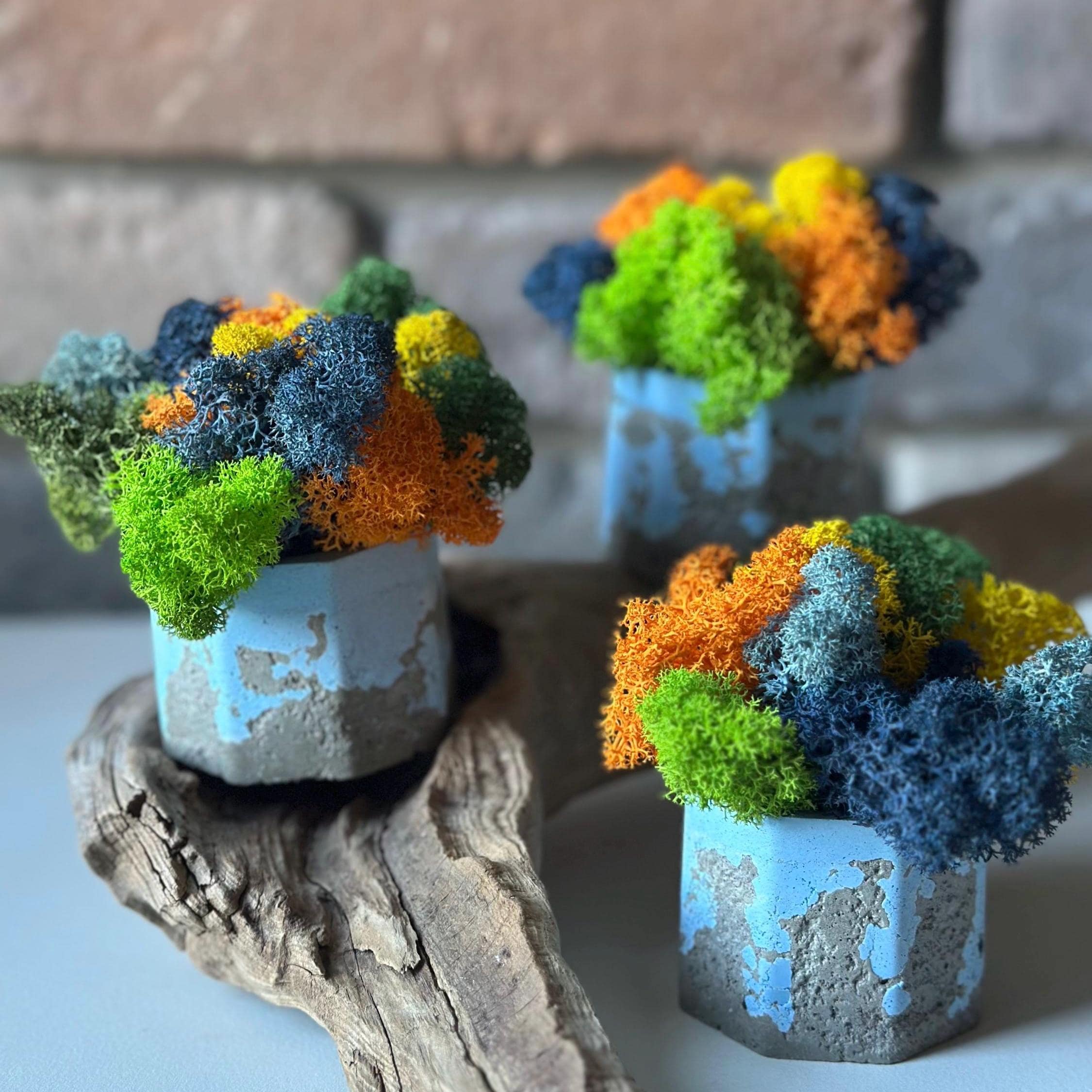 Moss Preserved Moss Cafe Decor Bar Decor Indoor Planters Unique ...