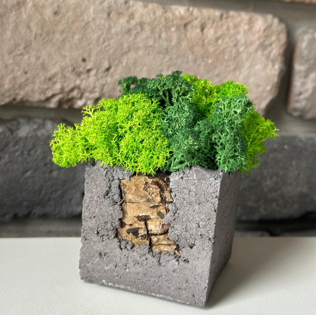 Concrete Pots Moss Decor Geometric Pots Home Living Moss Pots Table ...