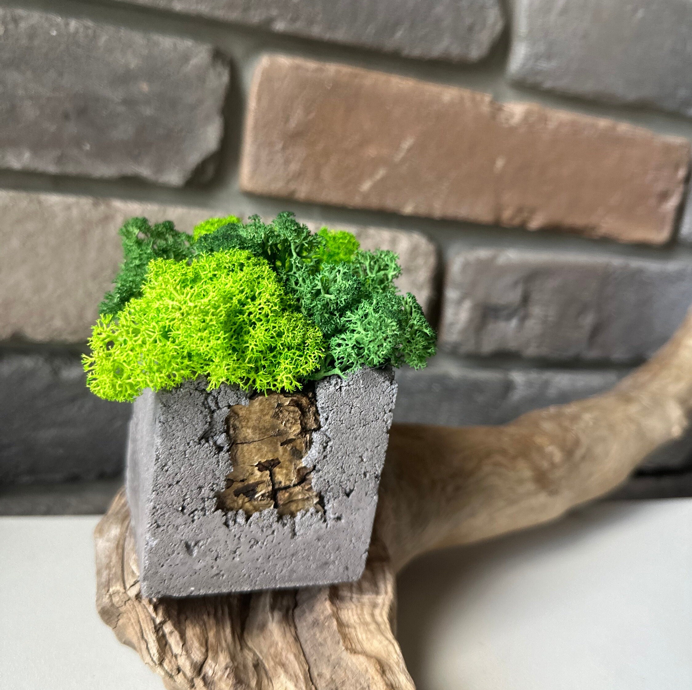 Concrete Pots Moss Decor Geometric Pots Home Living Moss Pots Table ...