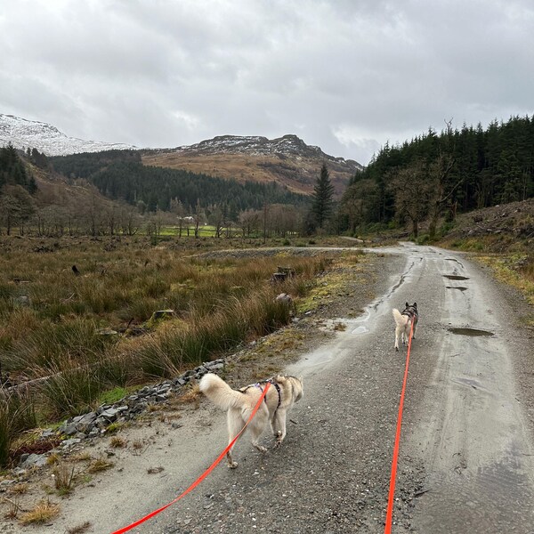 1/2 Biothane Long Line Dog Leash No Handle. Waterproof & Mud Resistant ...