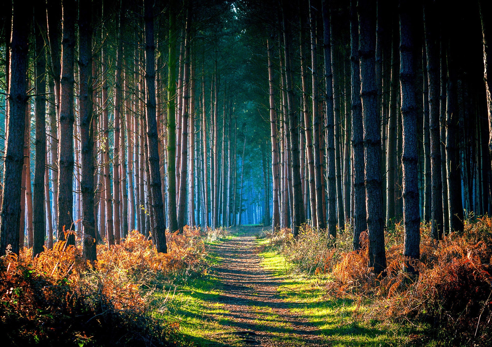 Through the Forest Scenic Forest View Fine Art Print Rural Woodland ...
