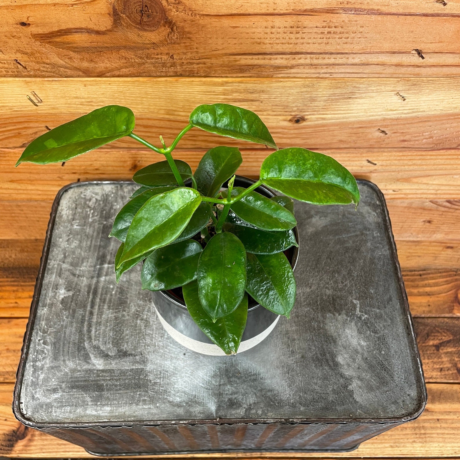 Hoya Cv Ruthie, 4 Plant - Etsy