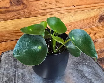 Peperomia Raindrop 4” Pot (ALL PLANTS Require You to Purchase 2 Plants ...