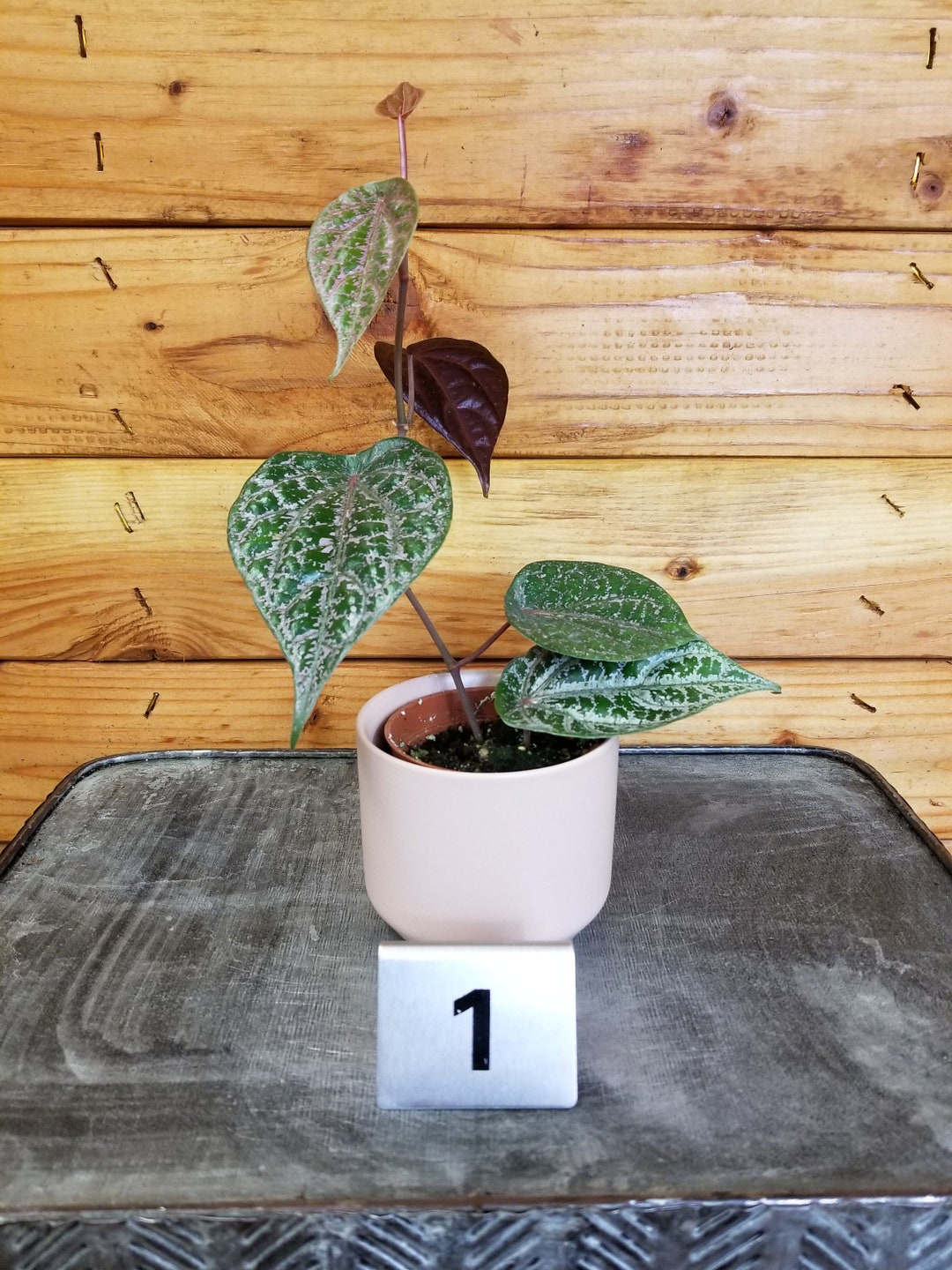 Piperaceae Piper Ornatum-pick Your Plant, 2 Plant - Etsy