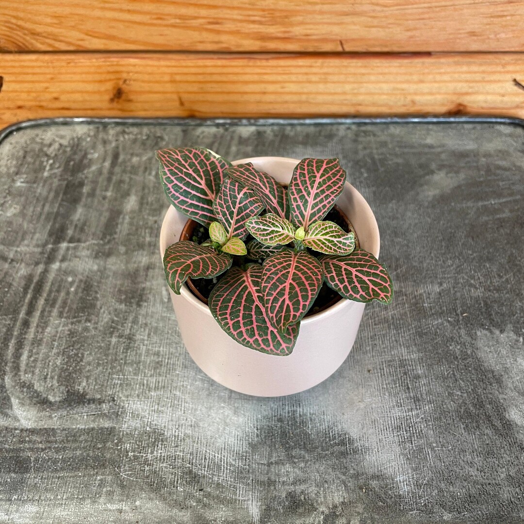 Fittonia Mini Pink Nerve, 2 Plant - Etsy