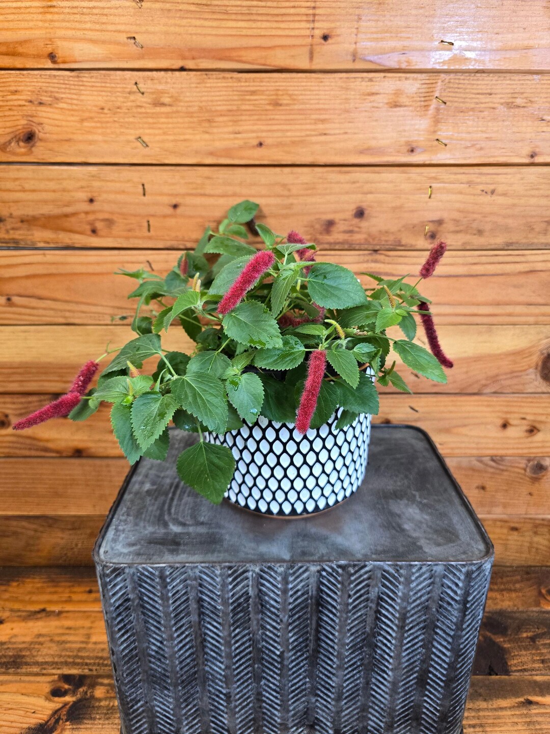 Acalypha Pendula Strawberry Firetails, 6" Plants - Etsy
