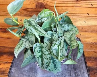 Silver Lady Pothos - Scindapsus Silver Lady - Silver Pothos Plant ...