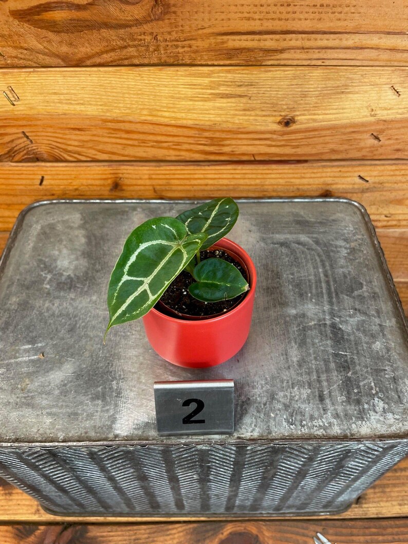 Anthurium Michelle X Forgetii - Pick Your Plant, 2" Plant - Etsy