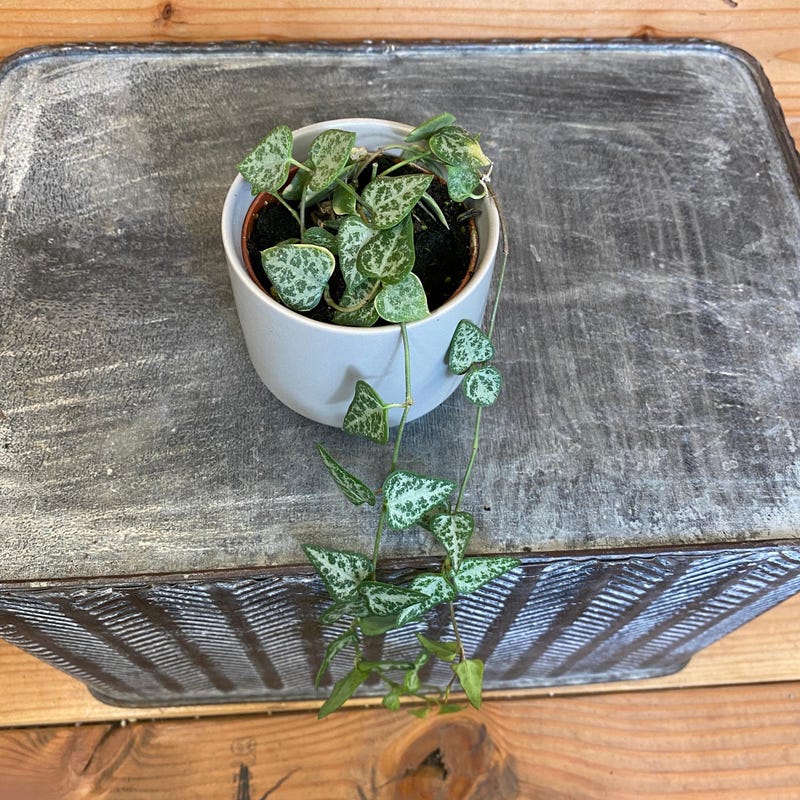 String of Nickels - Etsy