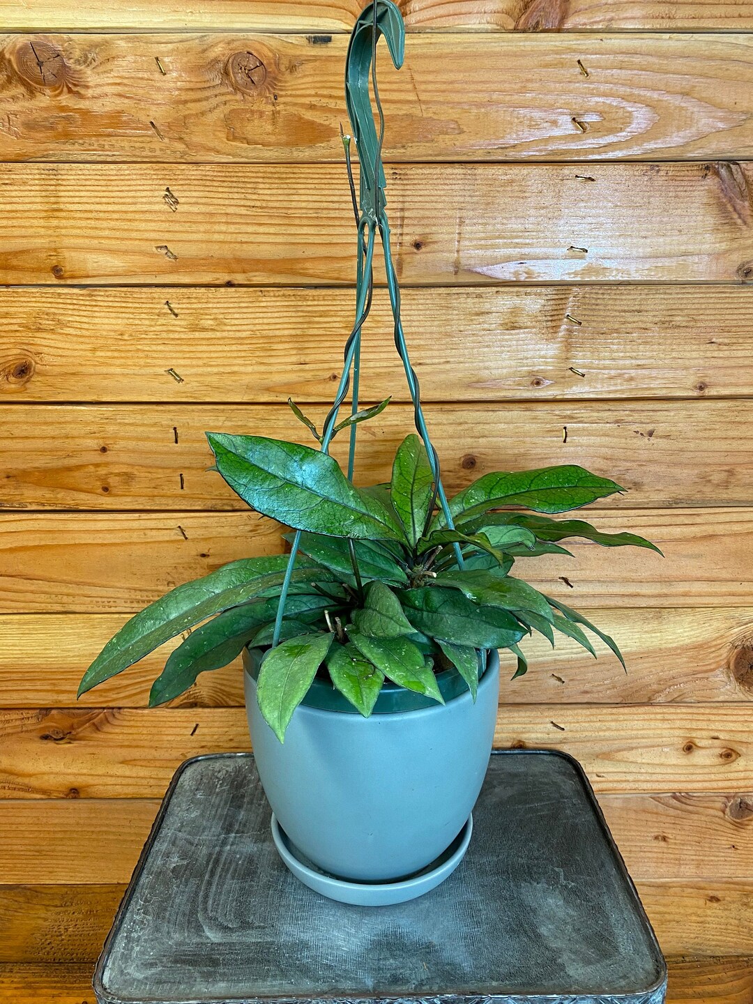 Hoya Crassipetiolata Little Splash, 6 Plant - Etsy