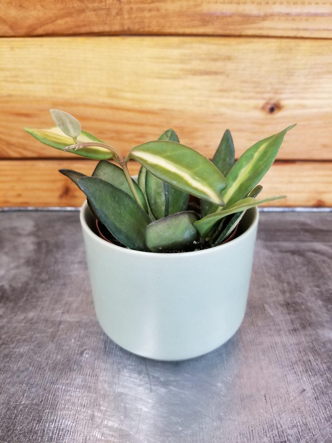 Hoya DS 70 Variegated, 2" Plant - Etsy