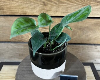 Scindapsus Tattoo Pick Your Plant, 4 Plant - Etsy