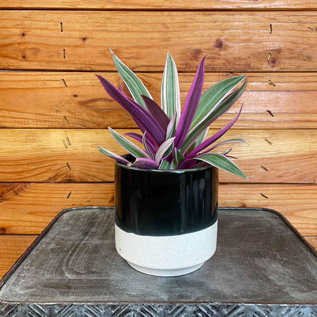 Rhoeo Spathacea Tricolor, 4" Plant - Etsy