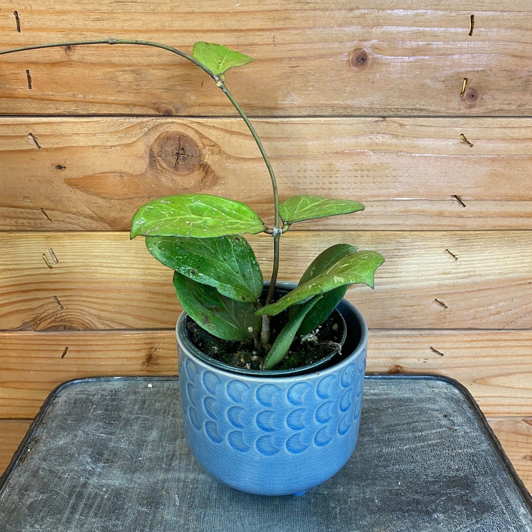 Hoya Cv Michele, 4 Plant - Etsy