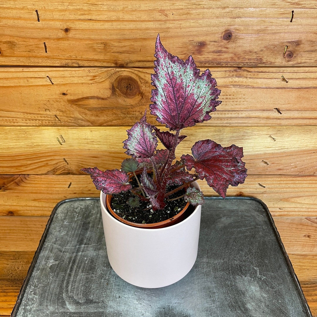 Begonia Rex Jurassic Red Splash, 4 Plant - Etsy