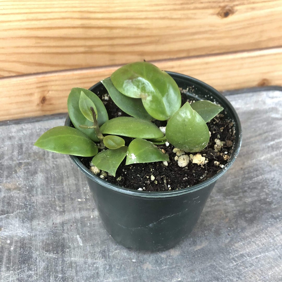 Hoya Mindorensis Orange, 4 Plant - Etsy