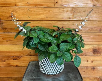 Golden Lemon Swedish Ivy Plectranthus in Mint Family Has a Light Lime ...