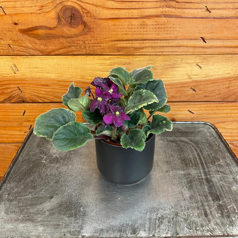 African Violet Plant - Etsy