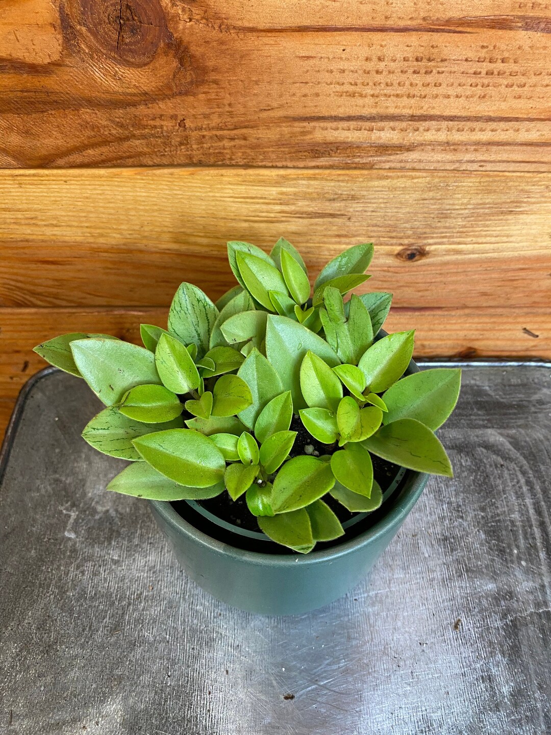 Peperomia Orba Pixie Lime, 4" Plant - Etsy