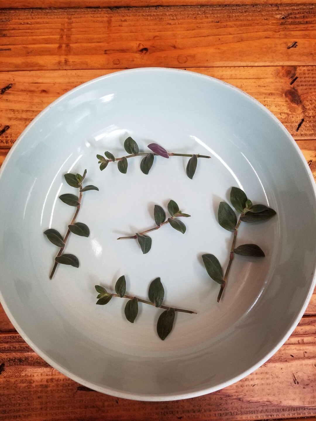 Tradescantia Baby Bunny Bellies, Cuttings X5 - Etsy