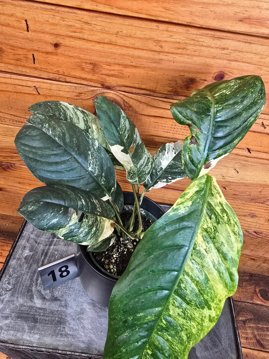 Rhaphidophora Puberula Variegated - Pick Your Plant, 4" Plant - Etsy