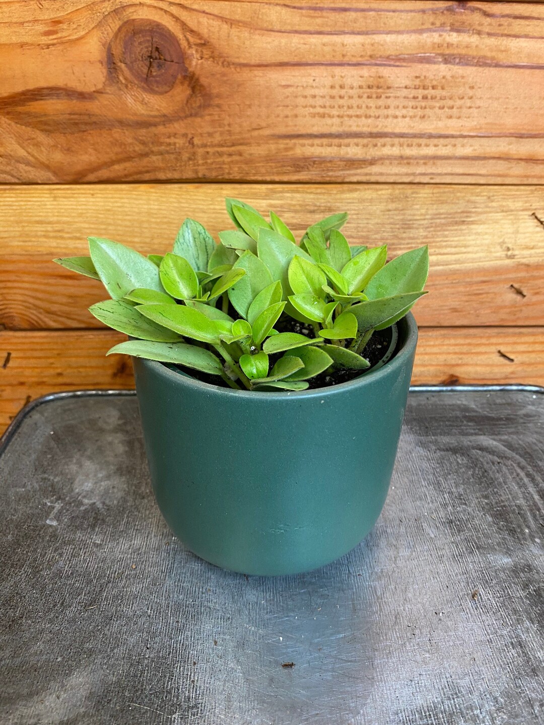 Peperomia Orba Pixie Lime, 4 Plant - Etsy