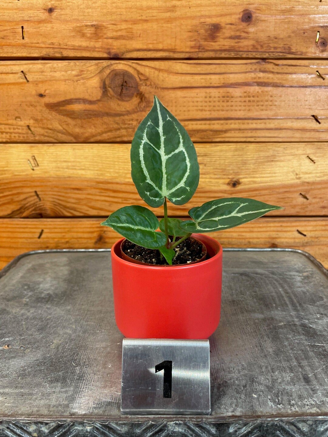 Anthurium Michelle X Forgetii - Pick Your Plant, 2" Plant - Etsy