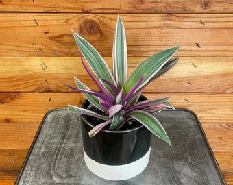 Rhoeo Discolor Tricolor tradescantia Spathacea - Etsy