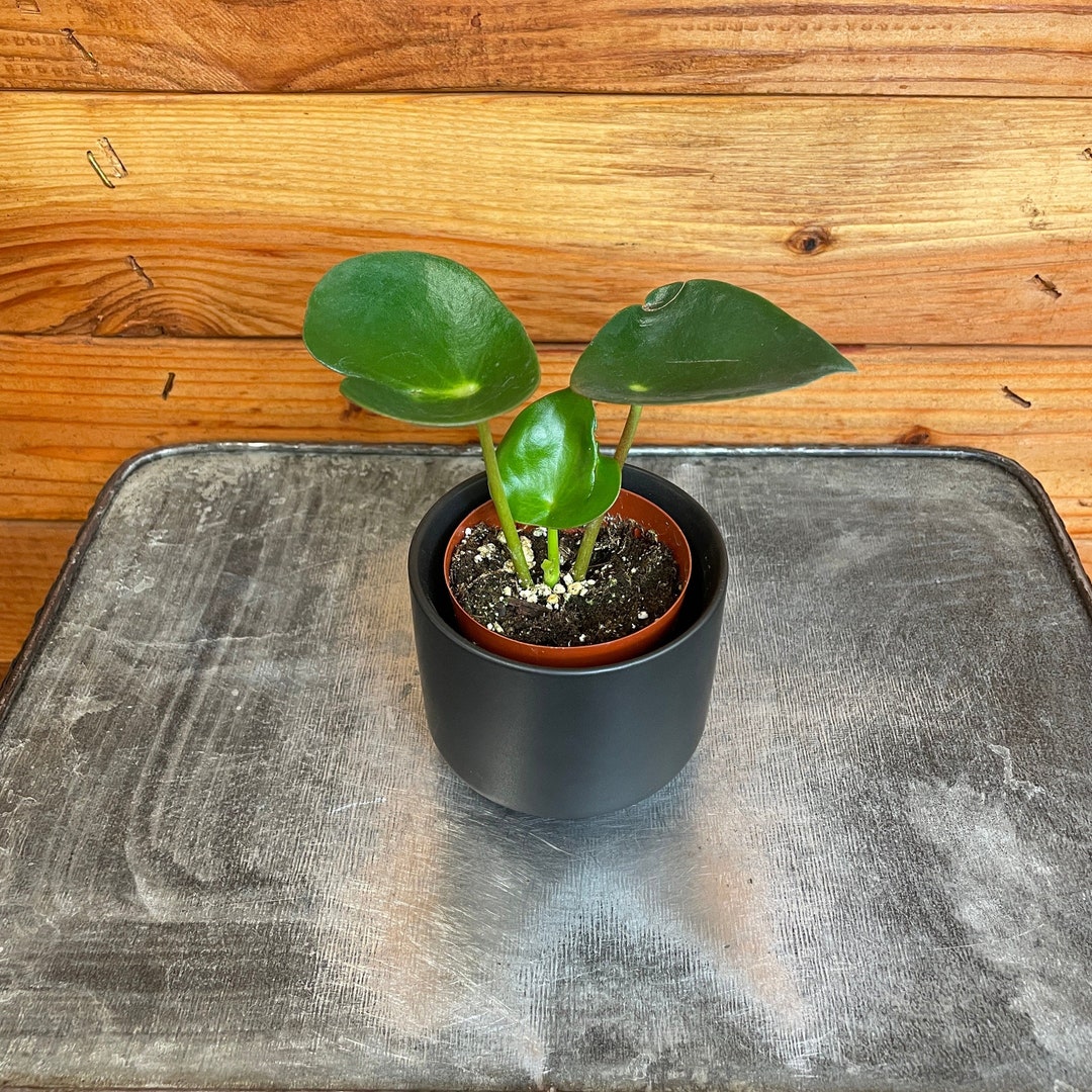 Peperomia Polybotrya Raindrop, 2 Plant - Etsy