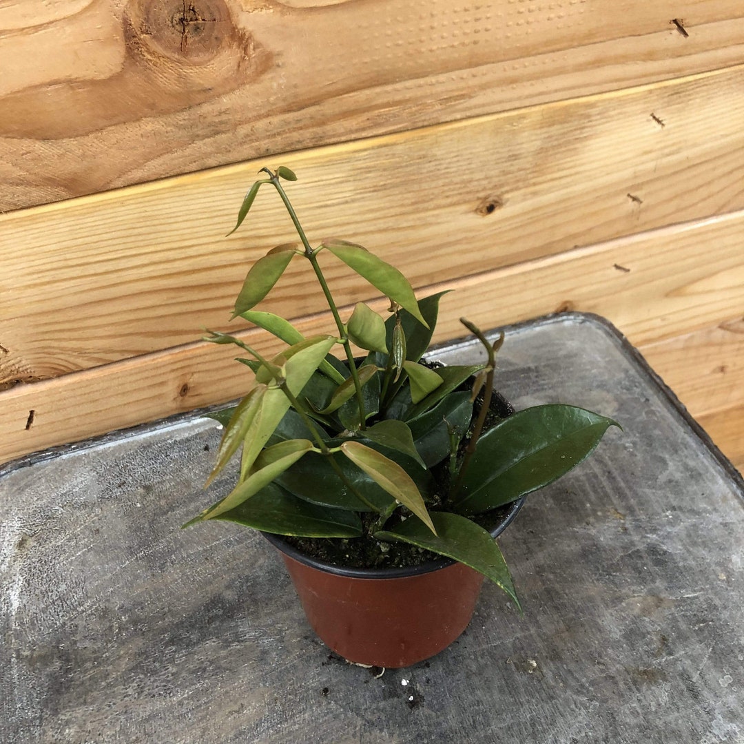 Hoya Rubida, 4 Plant - Etsy