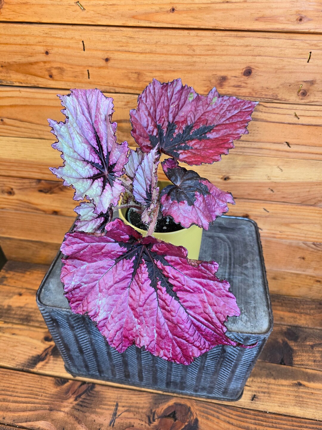 Begonia Rex Ruby Slippers, 4 Plant - Etsy