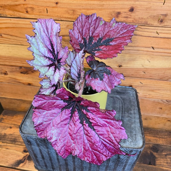 Ruby Begonia - Etsy