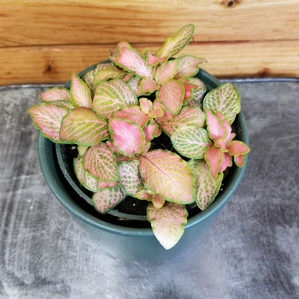 Fittonia - Etsy