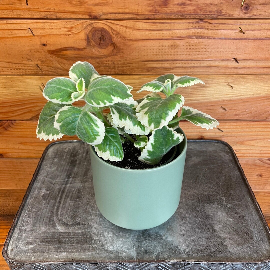 Plectranthus Variegated, 4" Plant - Etsy