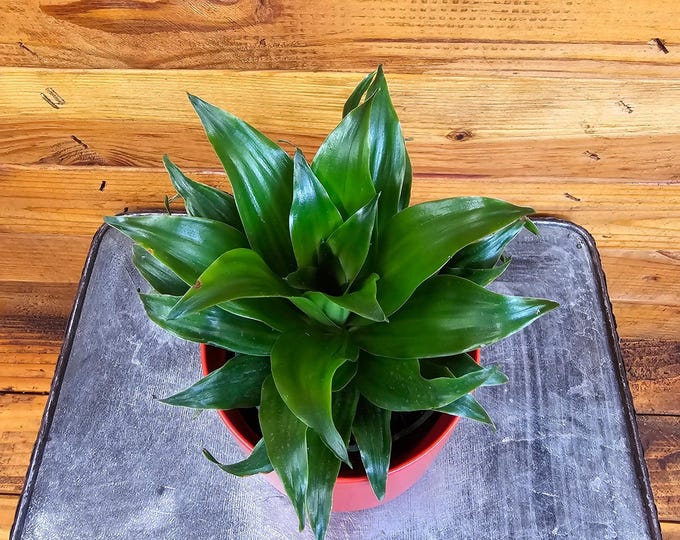 Dracaena Janet Craig Compacta Cane Plant in 2g" Pot - About 36" Tall - Etsy