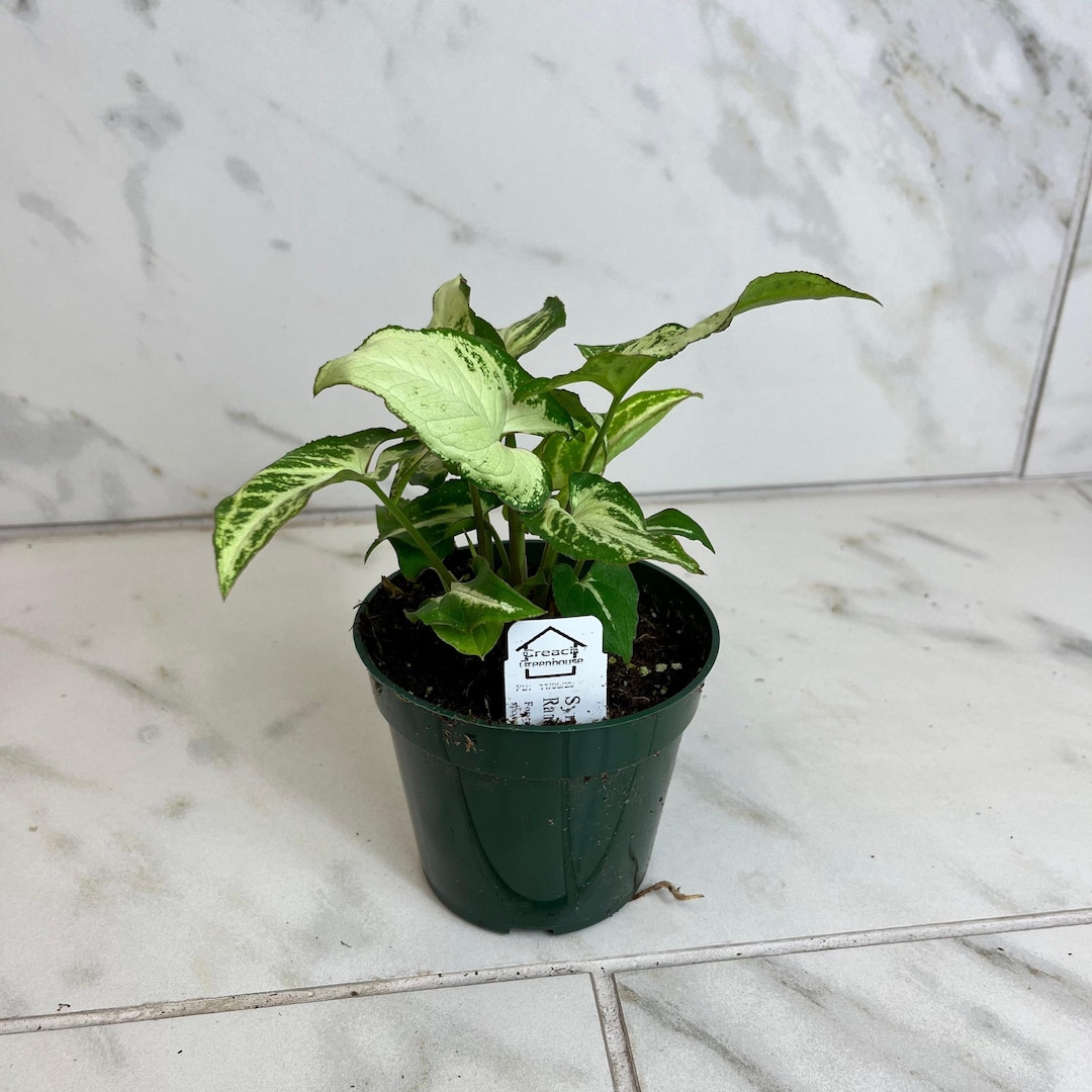 Syngonium Randy, 4" Plant - Etsy