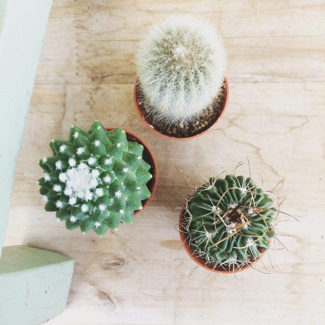 Cactus Gift Box, 6 Pack - Etsy