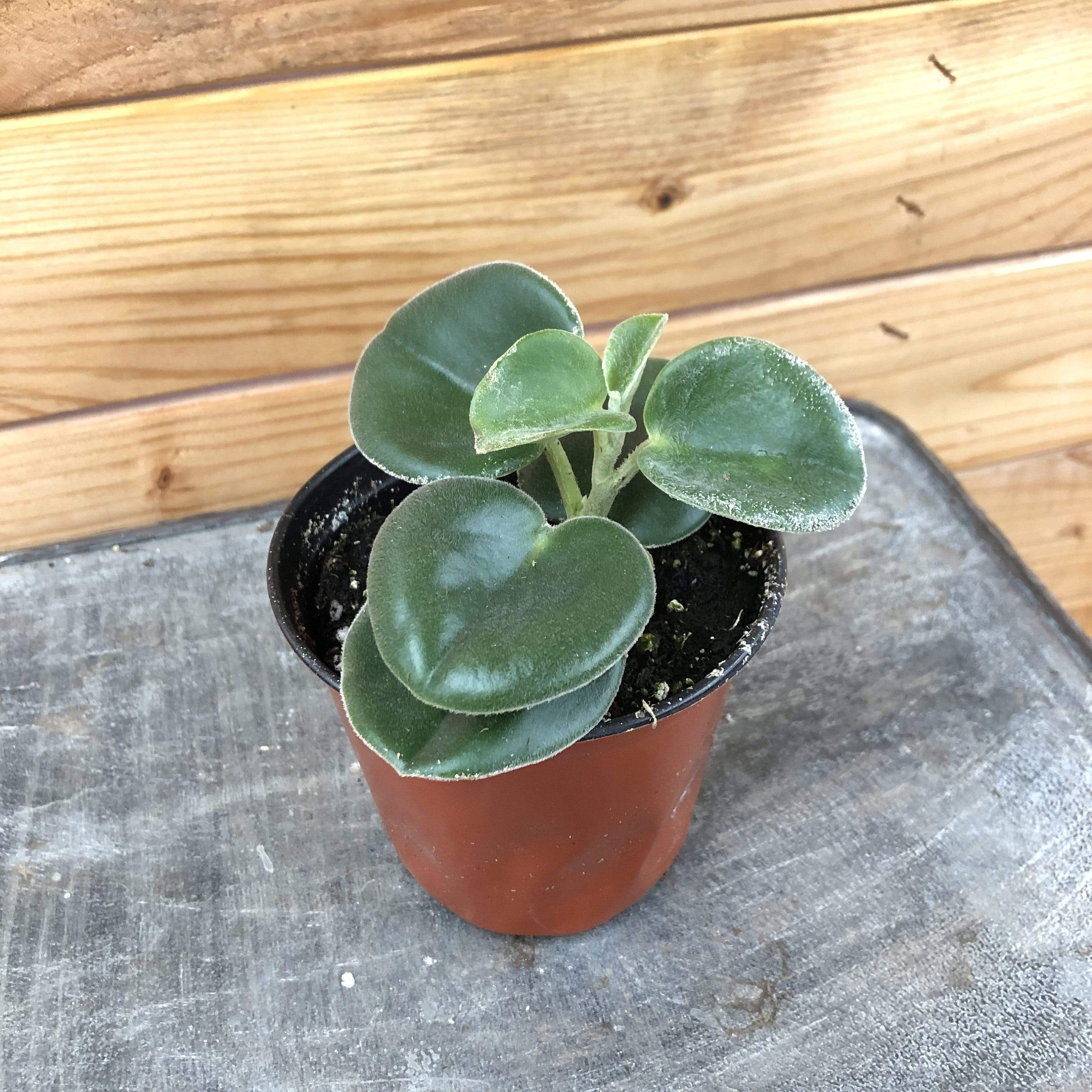 Peperomia Incana, 4 Plant - Etsy