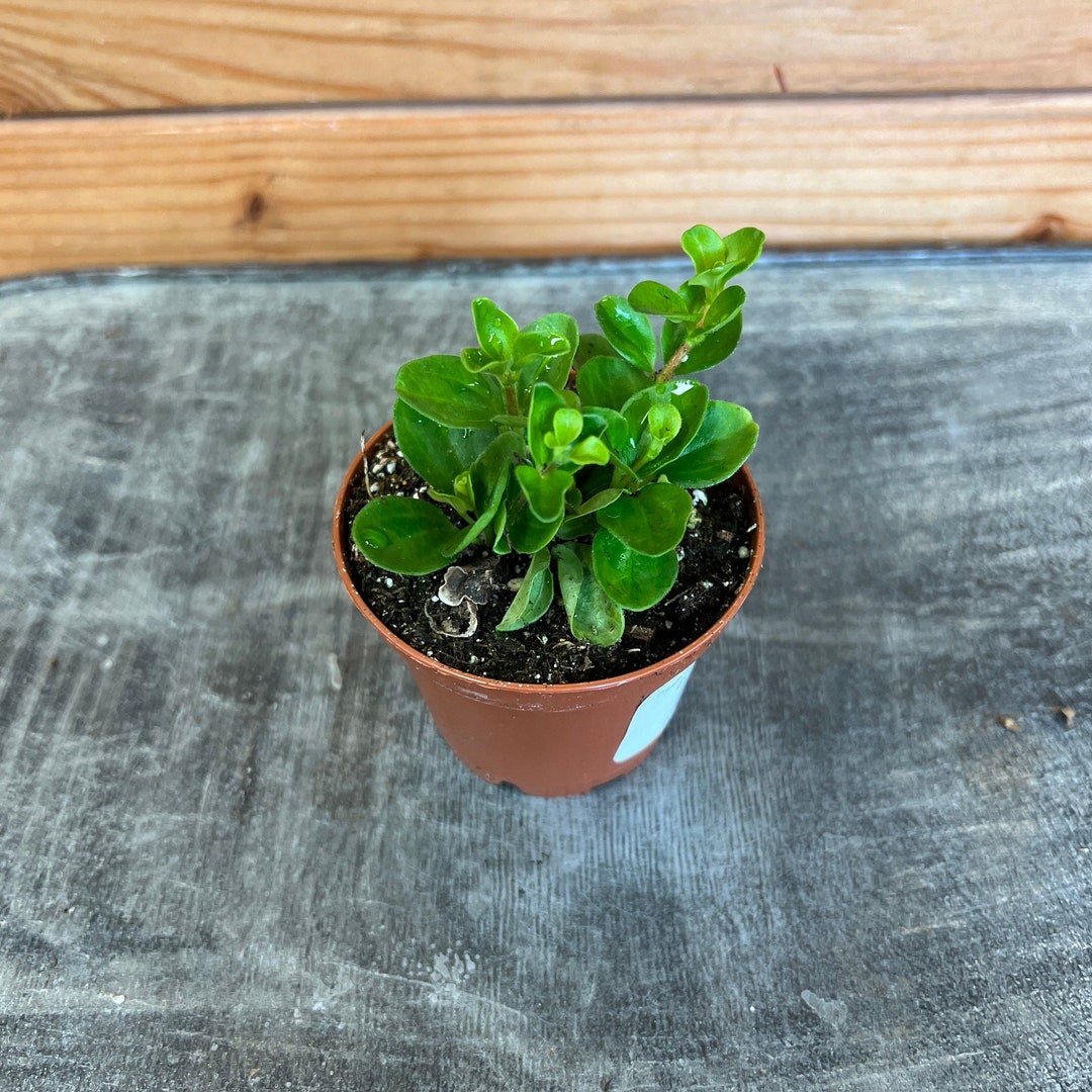 Peperomia Jitterbug 2 Plant - Etsy