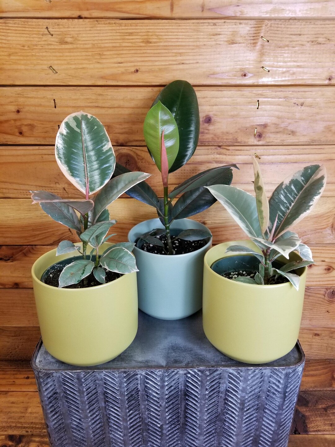 Ficus Gift Set! Get All 3 - Ficus Burgundy, Ficus Ruby, and Ficus ...