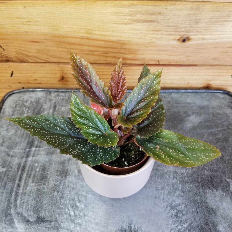 Begonia - Etsy