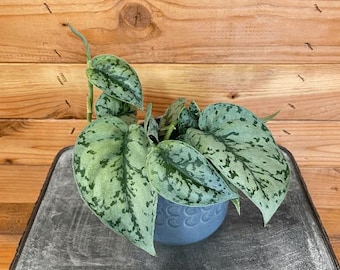 Scindapsus Pictus Silver Lady | Pot Aroid | Houseplant Philodendron ...
