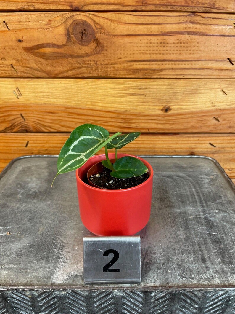 Anthurium Michelle X Forgetii - Pick Your Plant, 2" Plant - Etsy