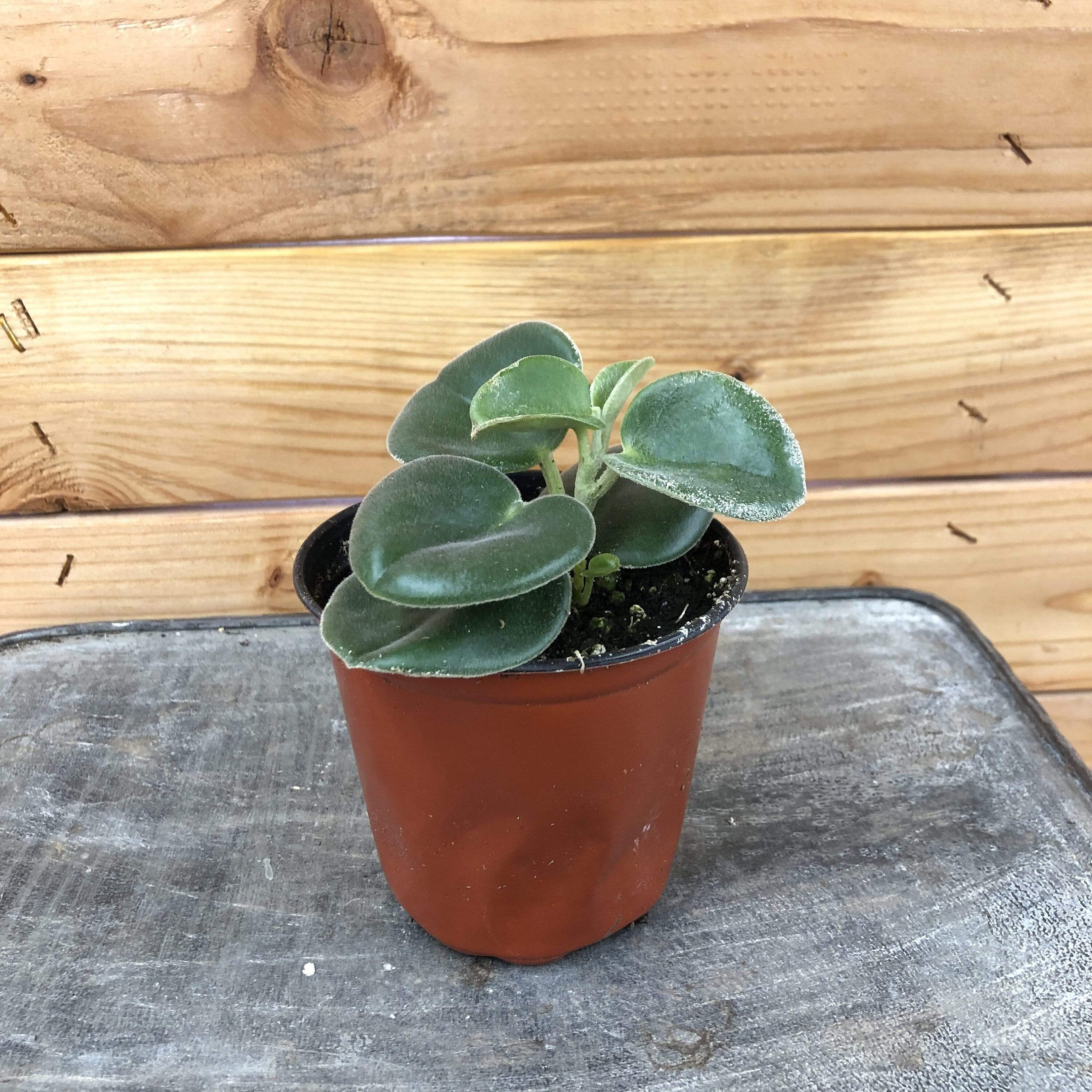 Peperomia Incana 4 Plant - Etsy